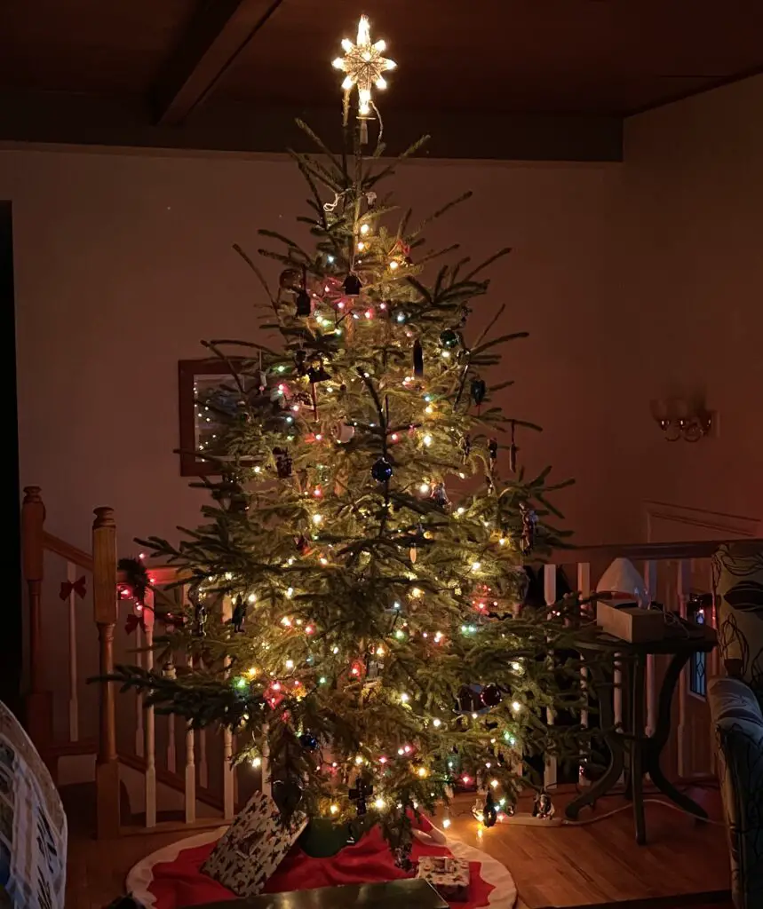 Christmas Tree Hunting in the Black Hills National Forest : Tranquil ...