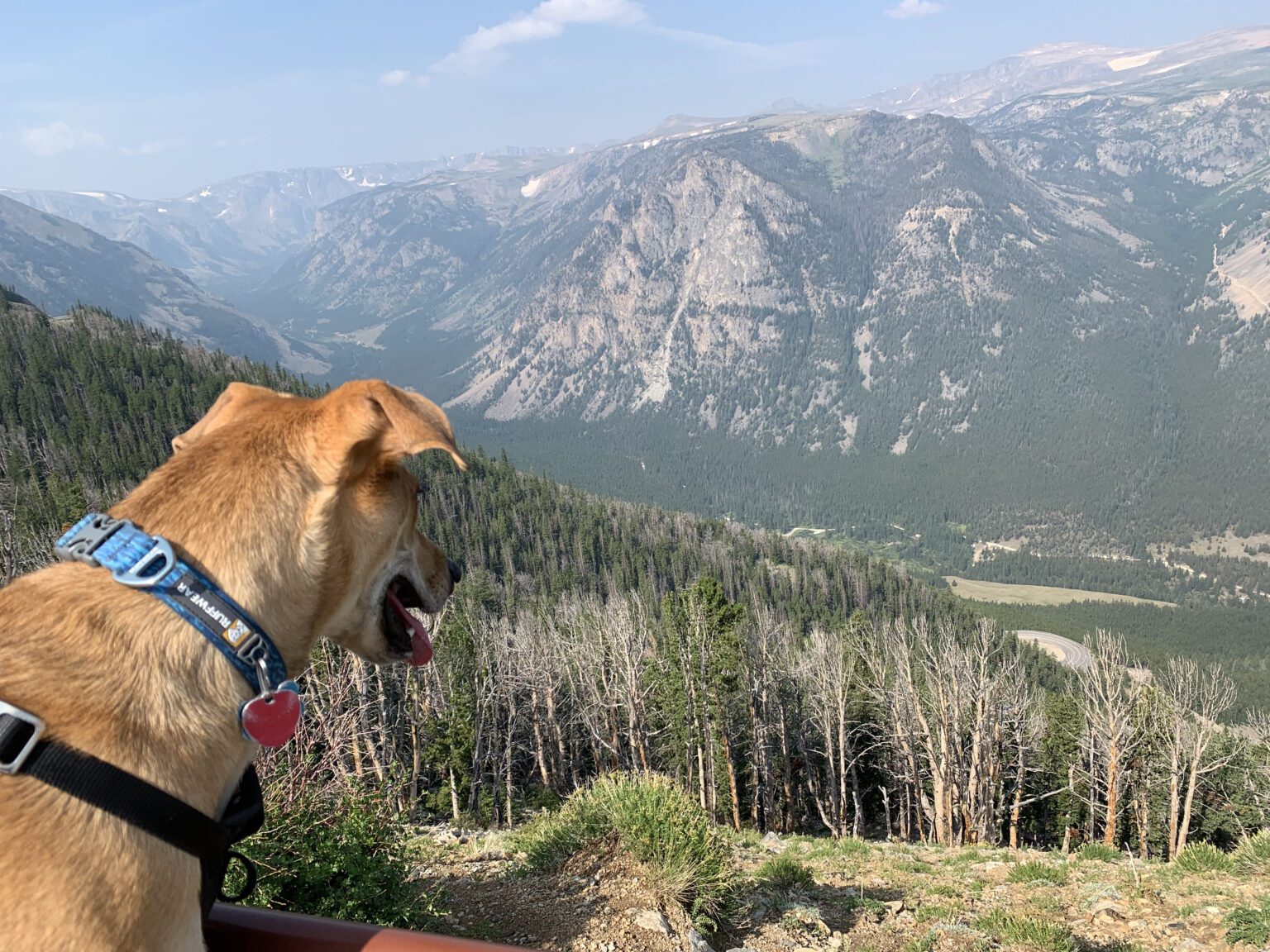 Tips for Traveling with a Dog : Tranquil Trekker